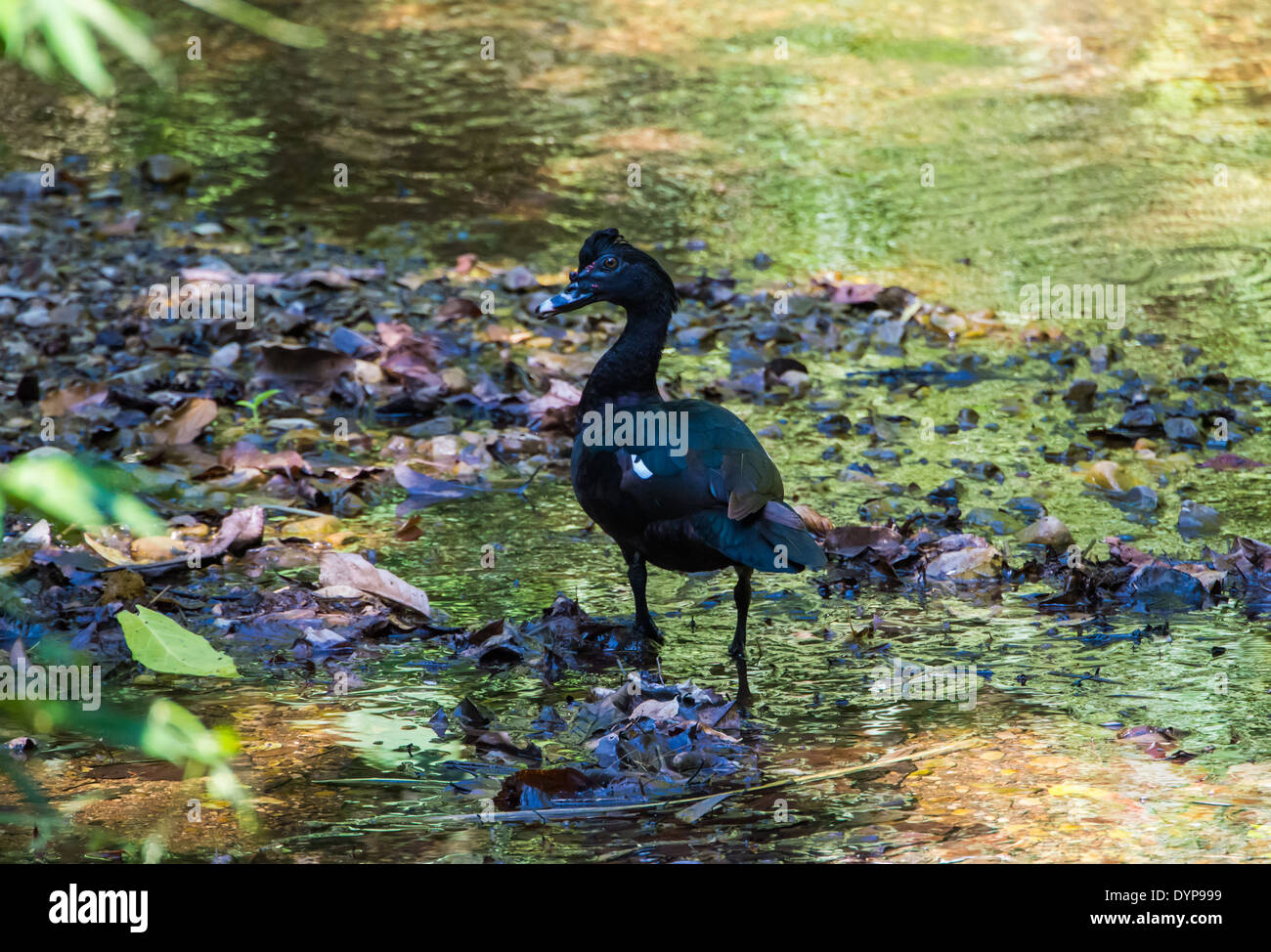 A wild Muscovy Duck (Cairina moschata) at a shallow creek. Carara ...