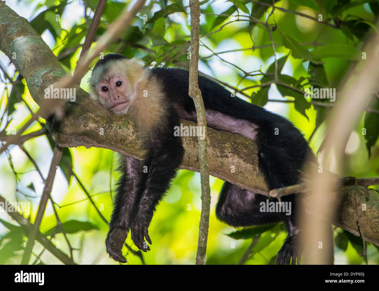 A White-faced Capuchin monkeys (Cebus capucinus) resting on a branch in ...