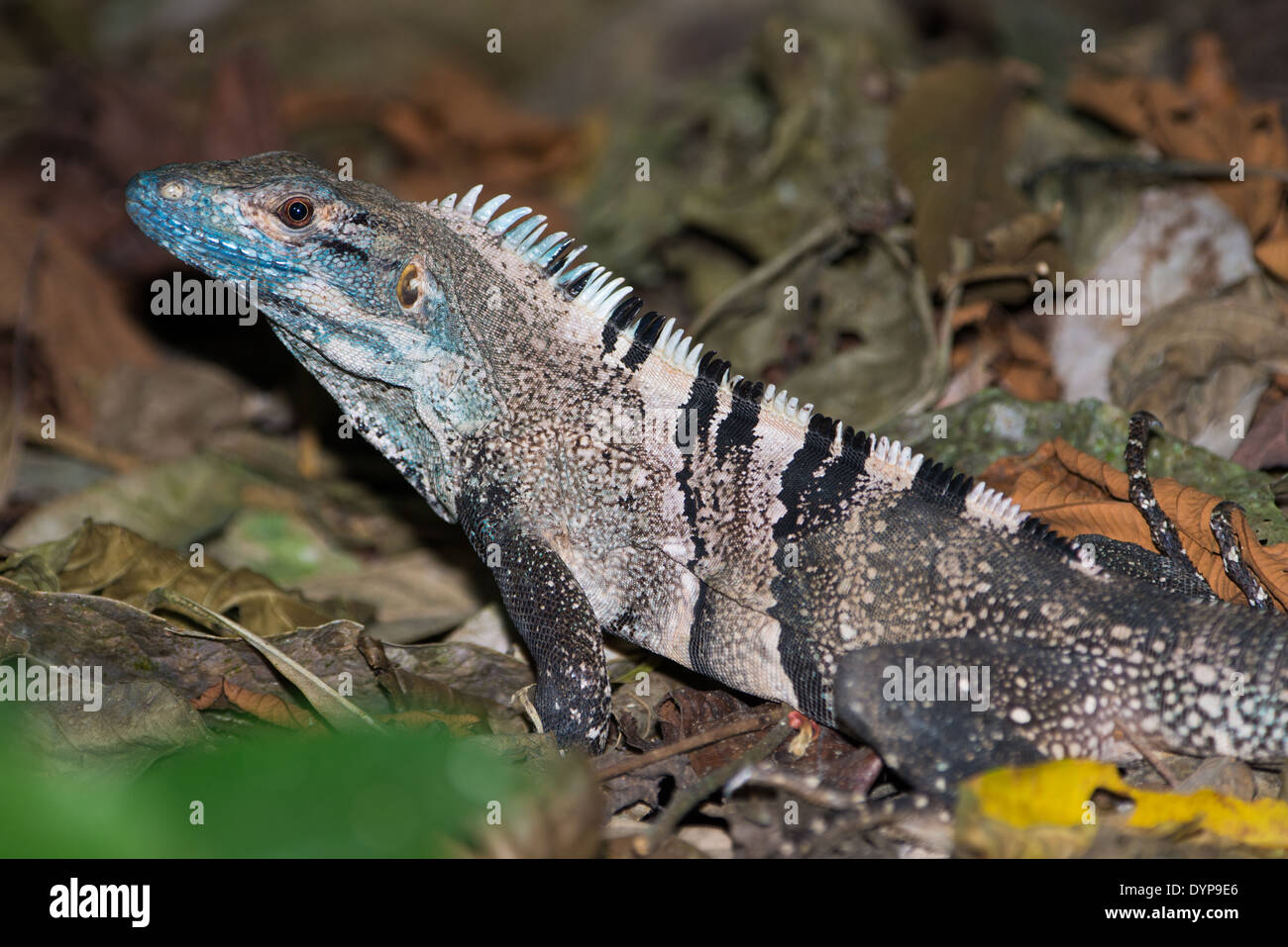 A Black Spiny-tailed Iguana (Ctenosaura similis) in rain-forest. Costa ...
