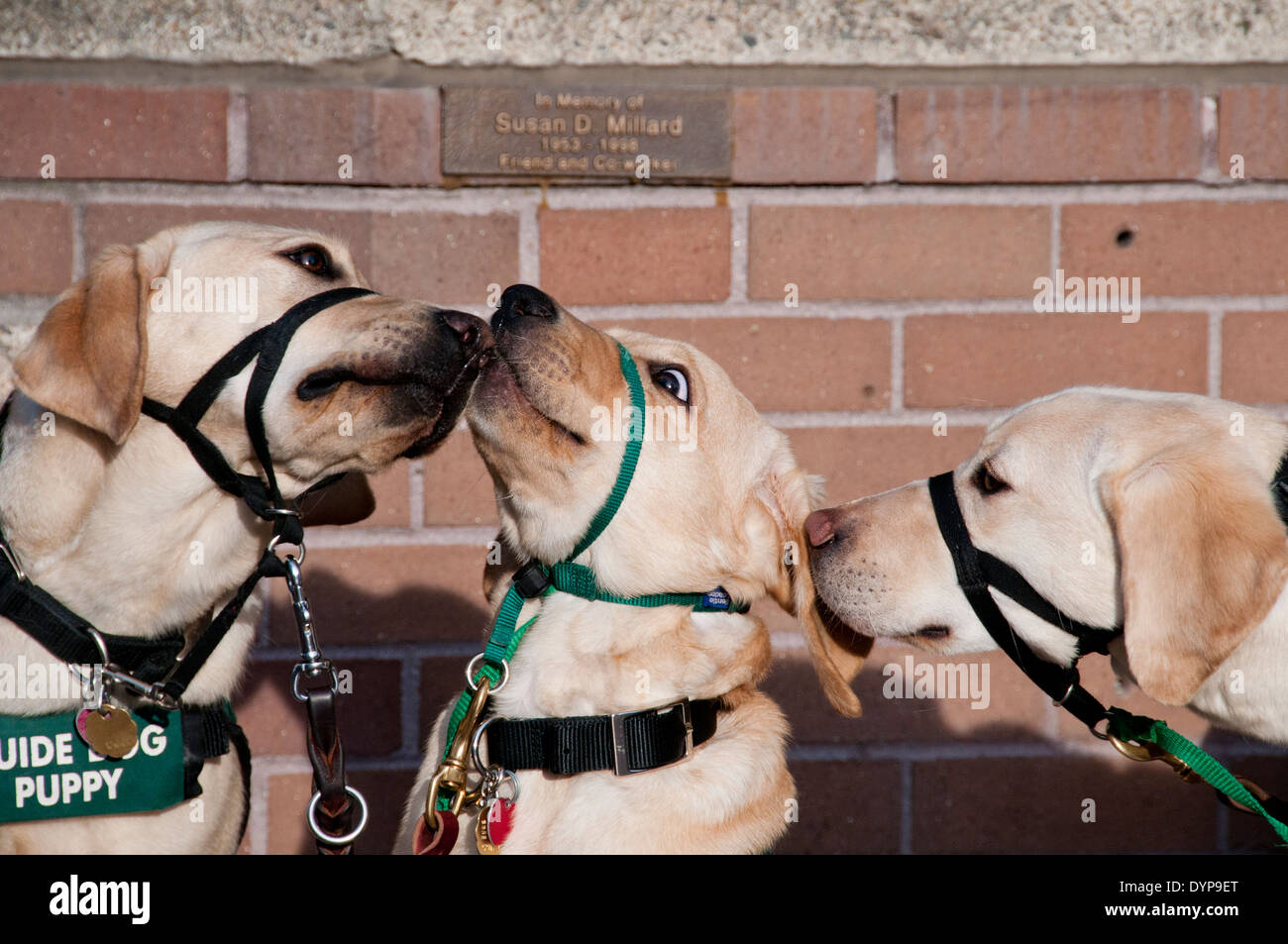 Guide dog puppies in training greeting each other Stock Photo - Alamy