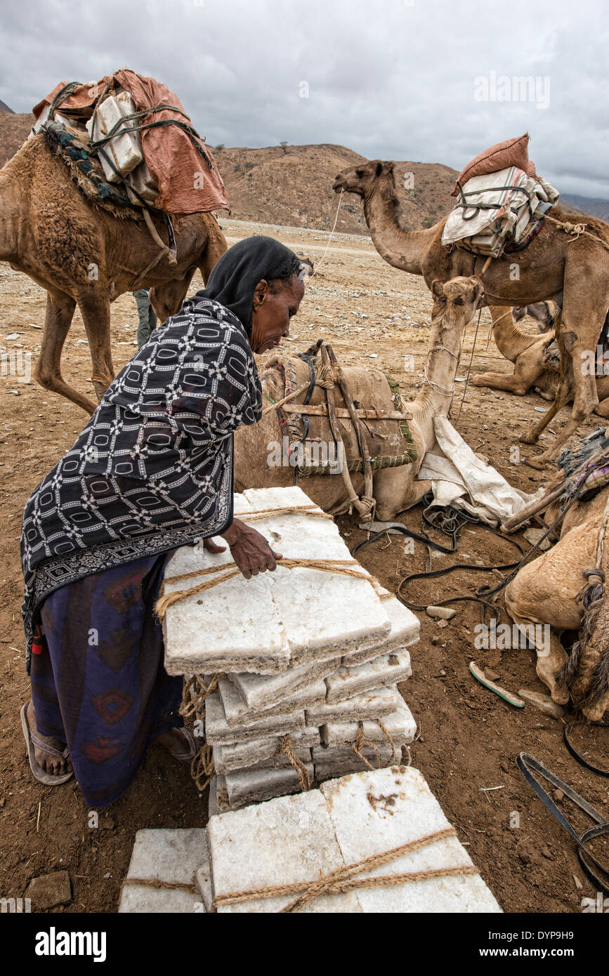 Afar camel hi-res stock photography and images - Alamy