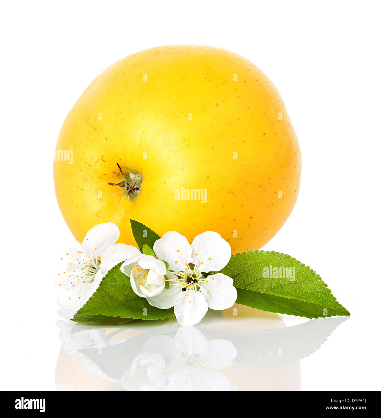 Yellow ripe apple leaf hi-res stock photography and images - Alamy