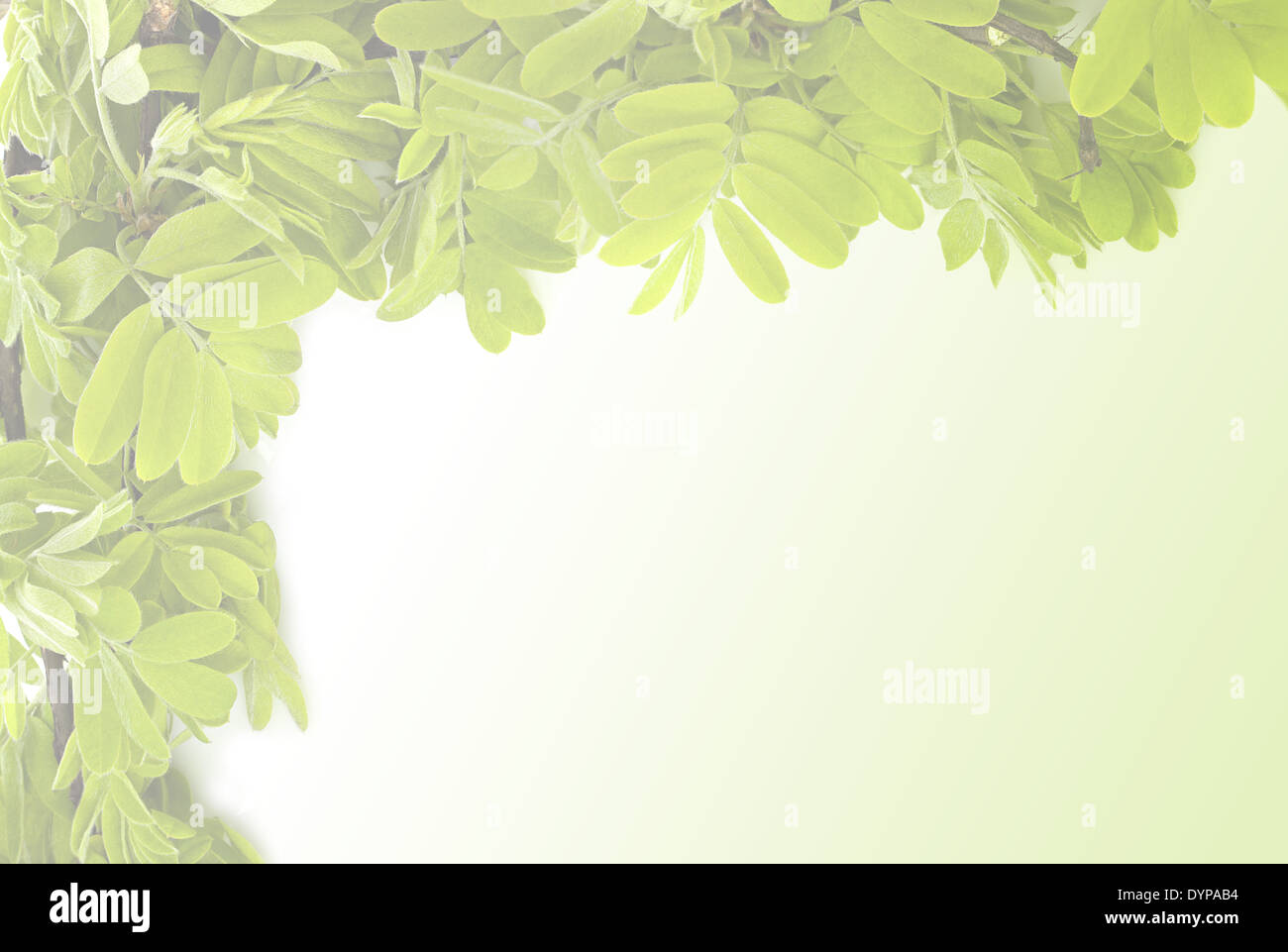 Leave white background hi-res stock photography and images - Alamy