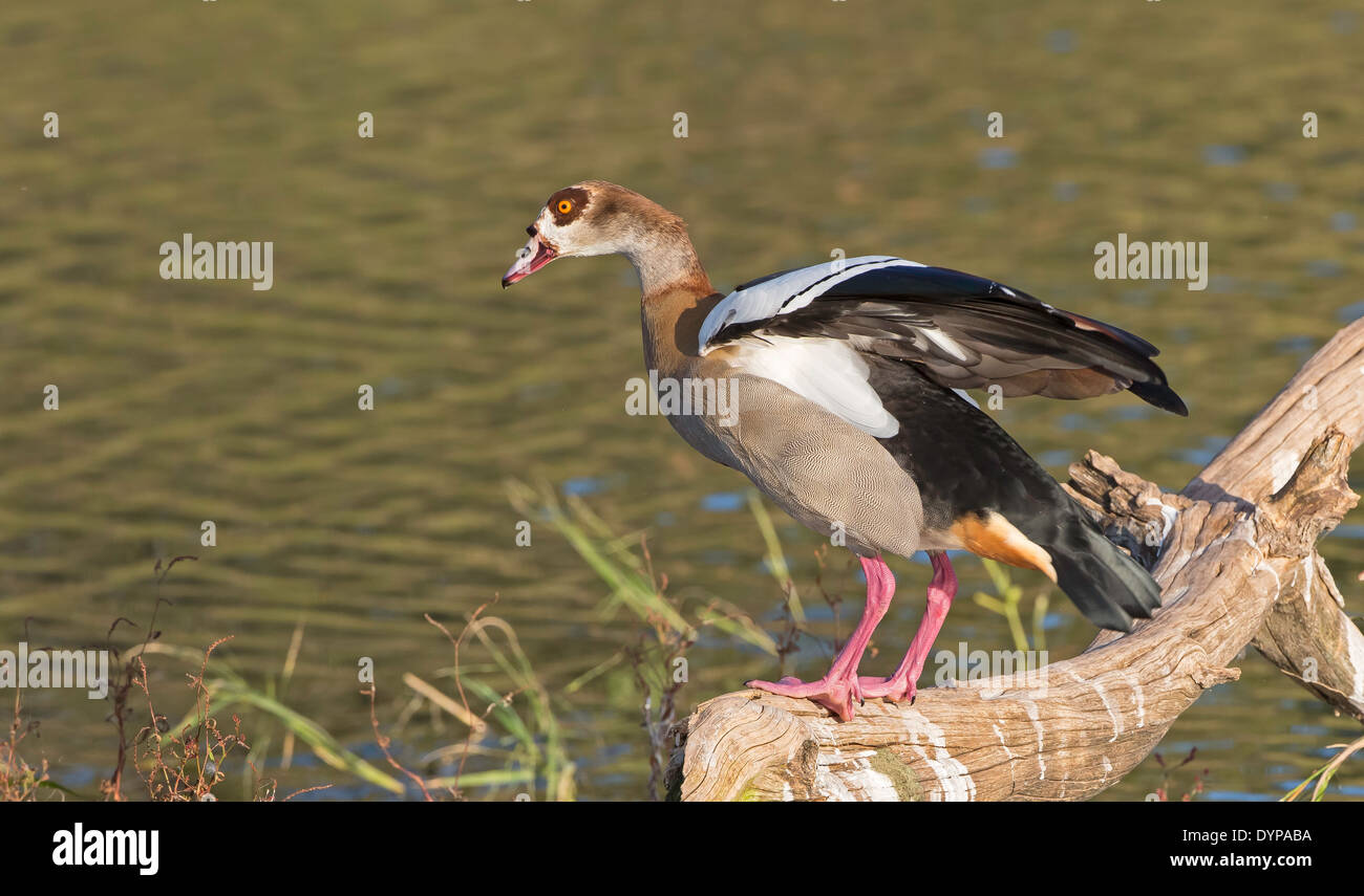Goose take off hi-res stock photography and images - Alamy