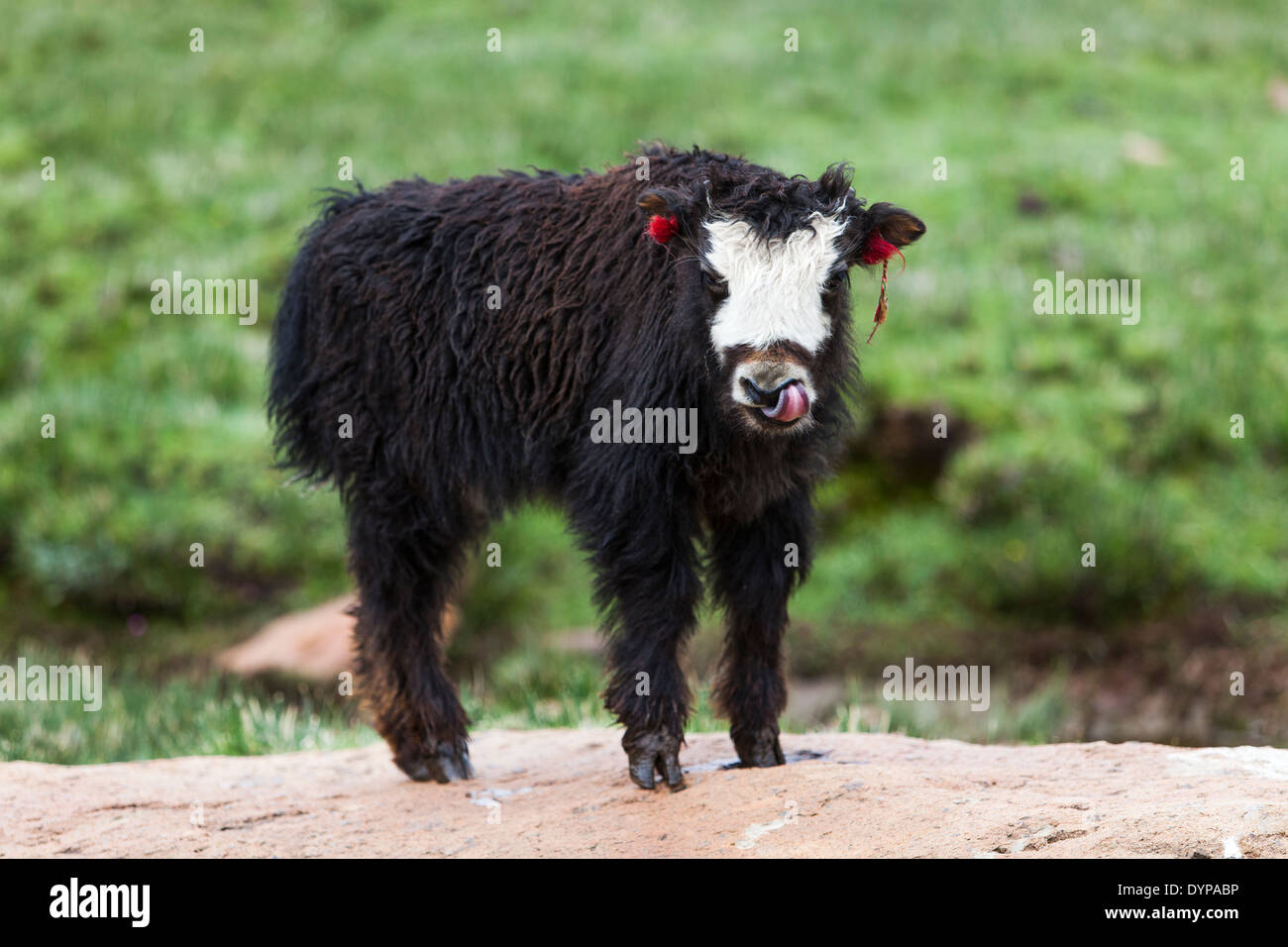 Yak in Tibet, China Stock Photo - Alamy