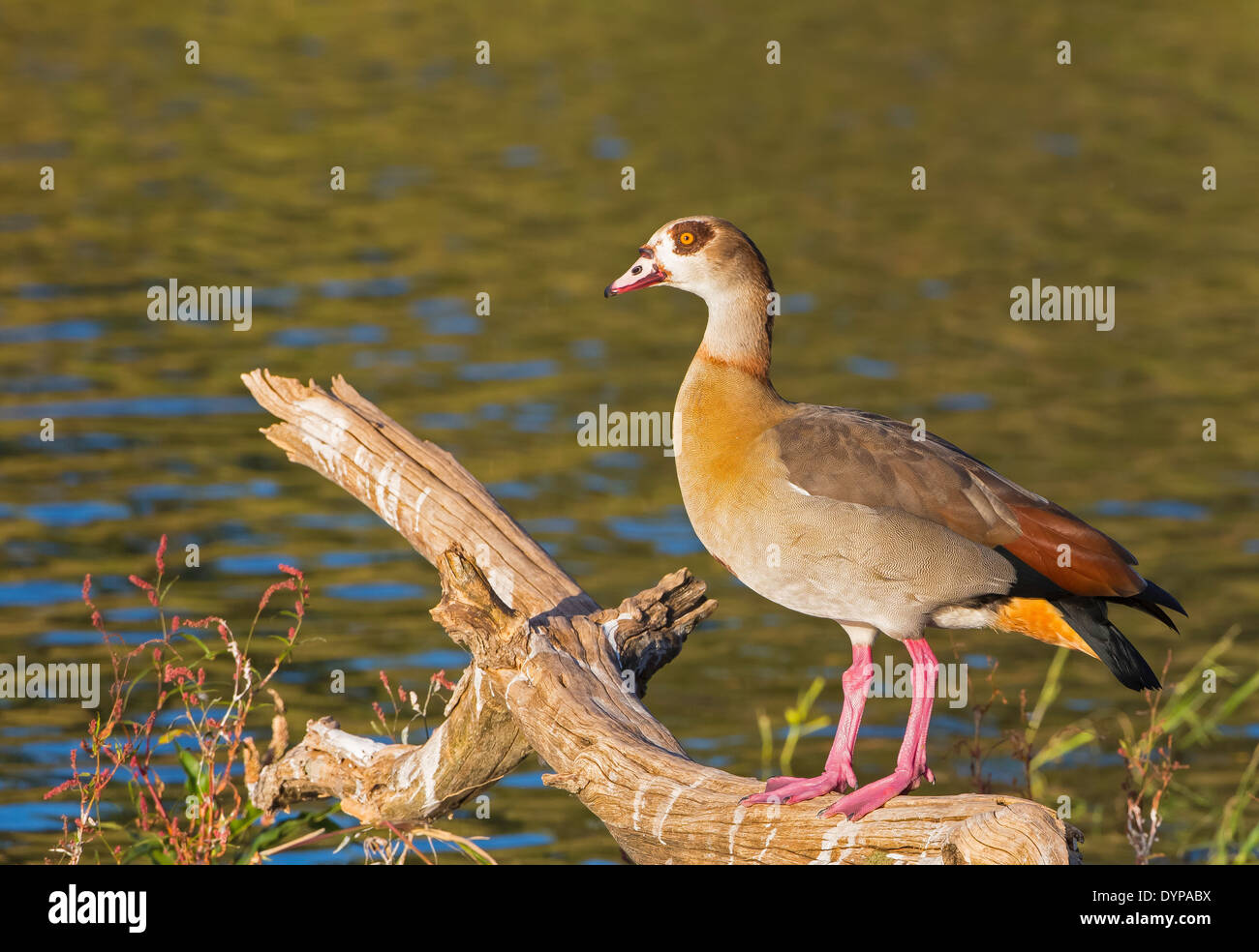Dead goose nature hi-res stock photography and images - Alamy