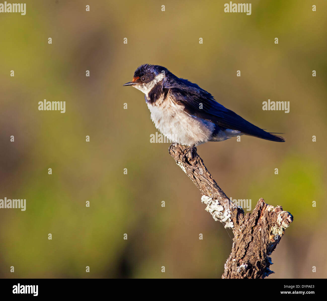 whitethroated swallow fluffing feathers Stock Photo - Alamy