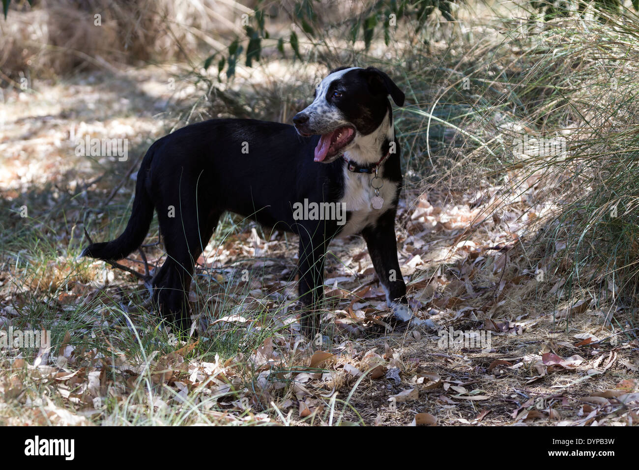 Black and White dog stood in the shade Stock Photo - Alamy