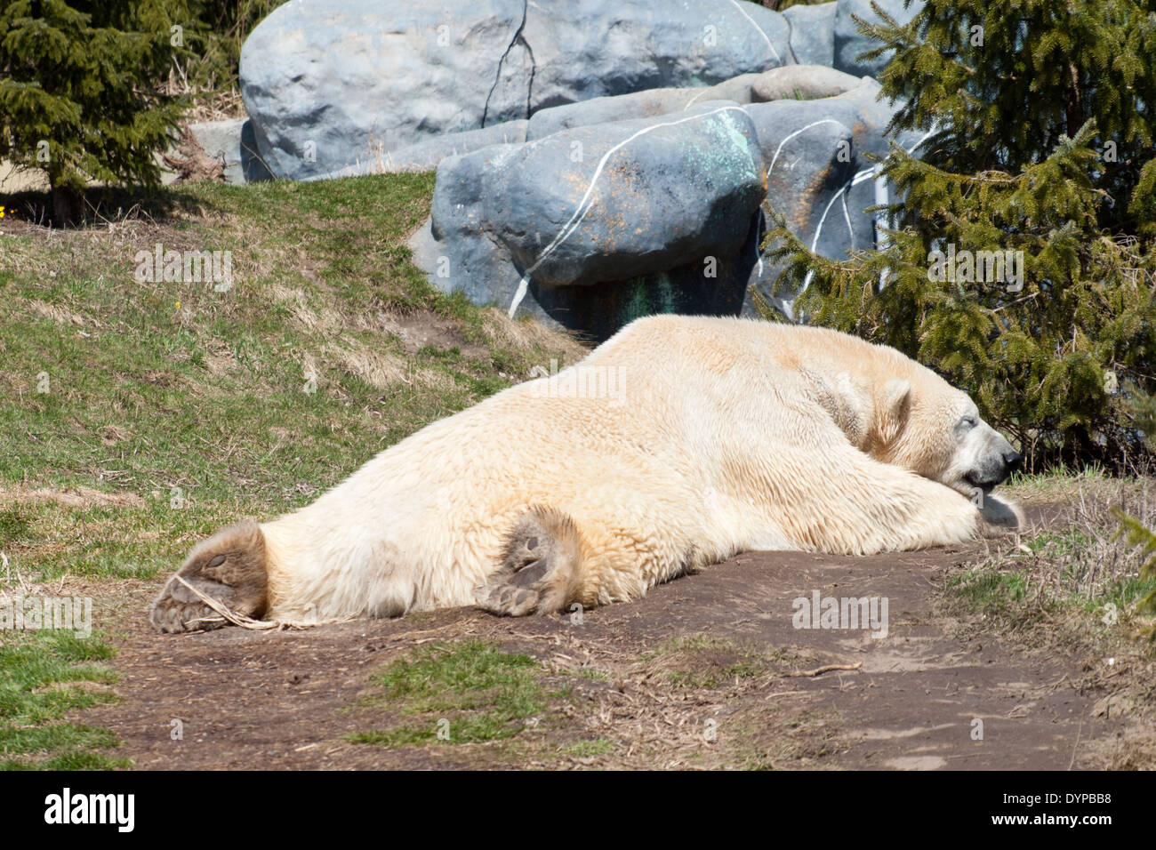 Content polar bear relaxed polar bear hi-res stock photography and ...
