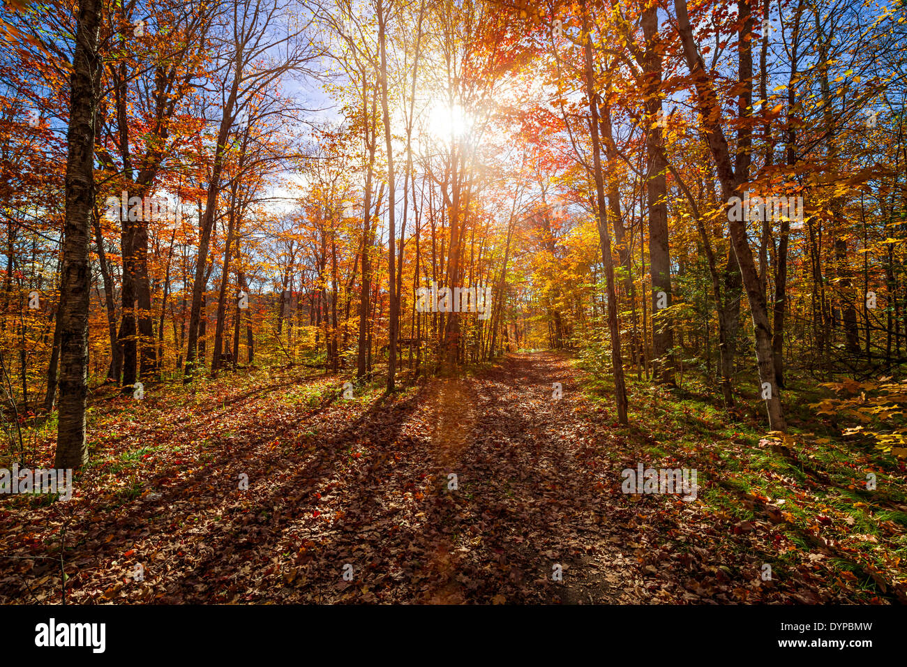 Sun shining through colorful leaves of autumn trees in fall forest ...