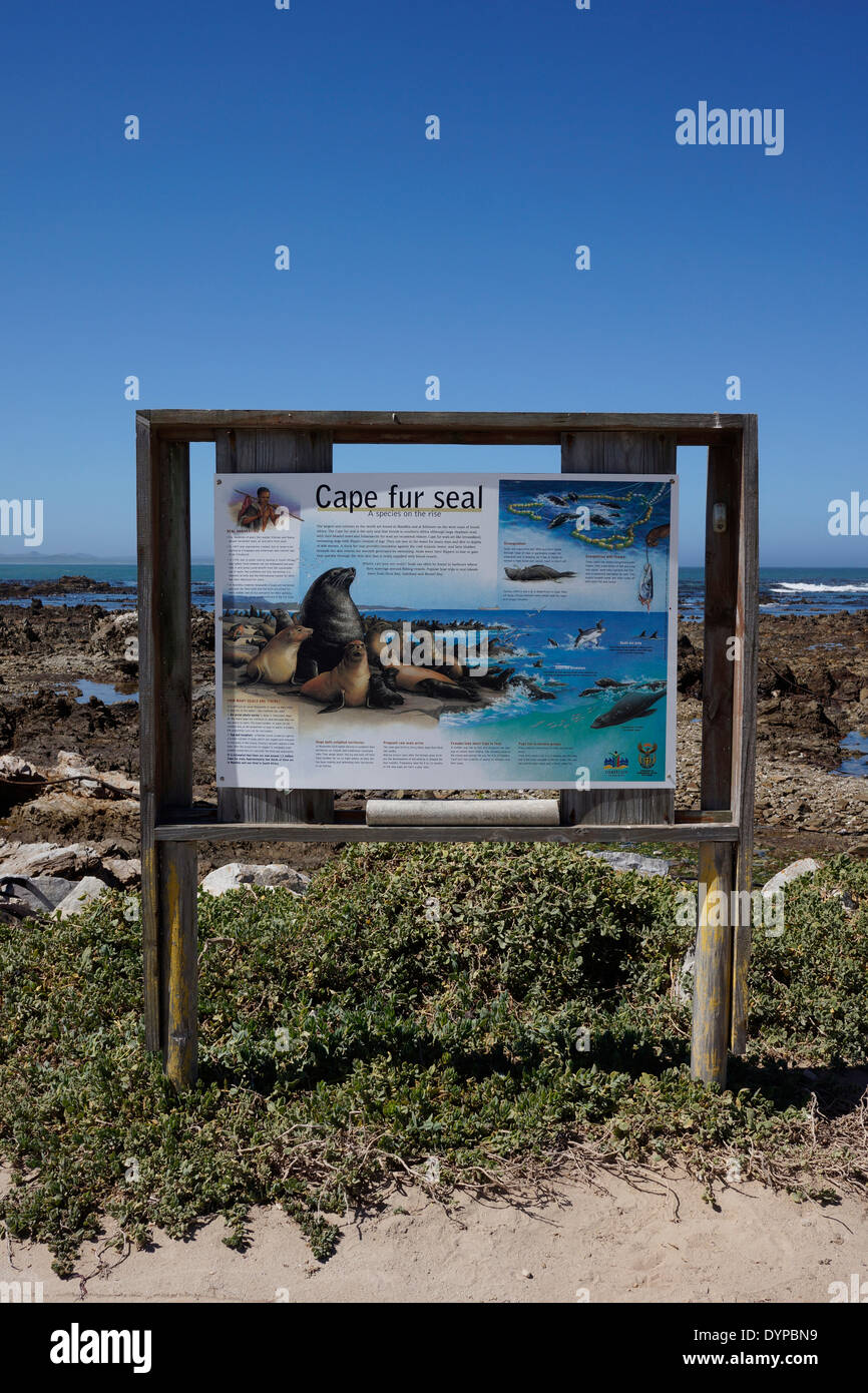 Information board at Kleinbaai harbour in Gansbaai on the Cape fur seal ...