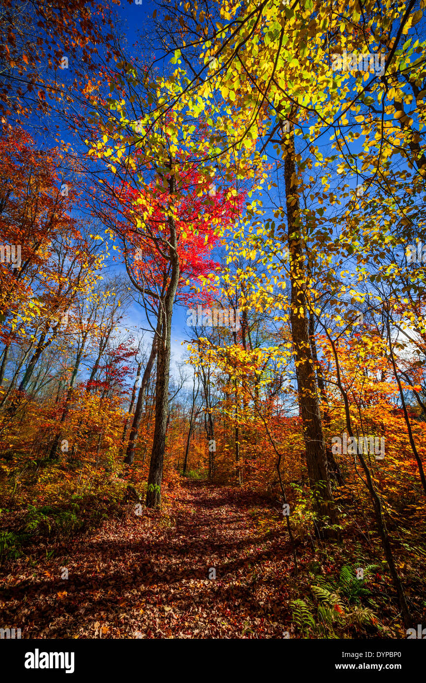Autumn trees with colorful leaves in fall forest and hiking trail at ...