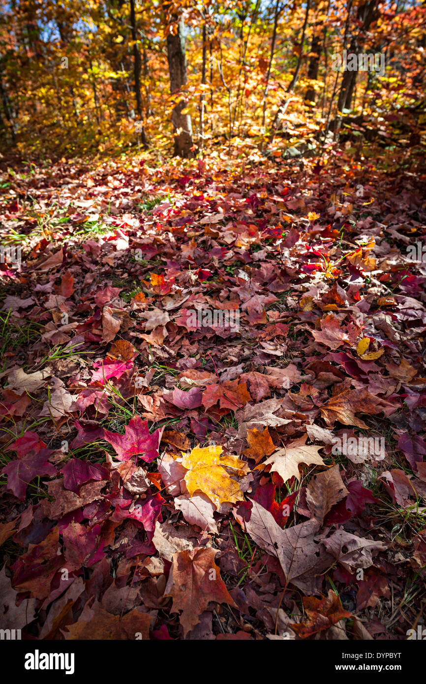 Fall autumn forest hi-res stock photography and images - Alamy