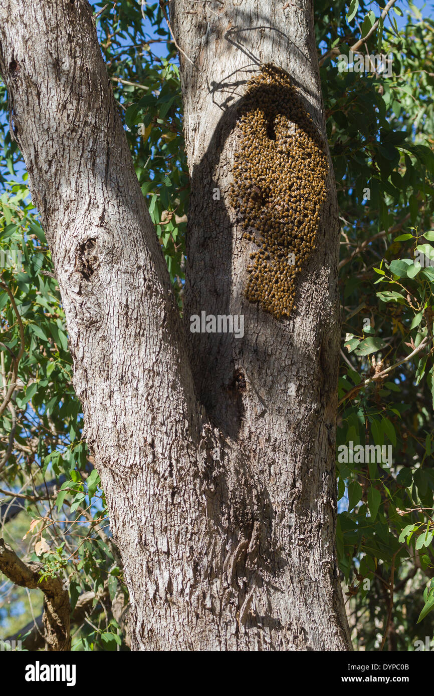 Feral European Honey Bees on a hollow tree in Western Australia Stock ...