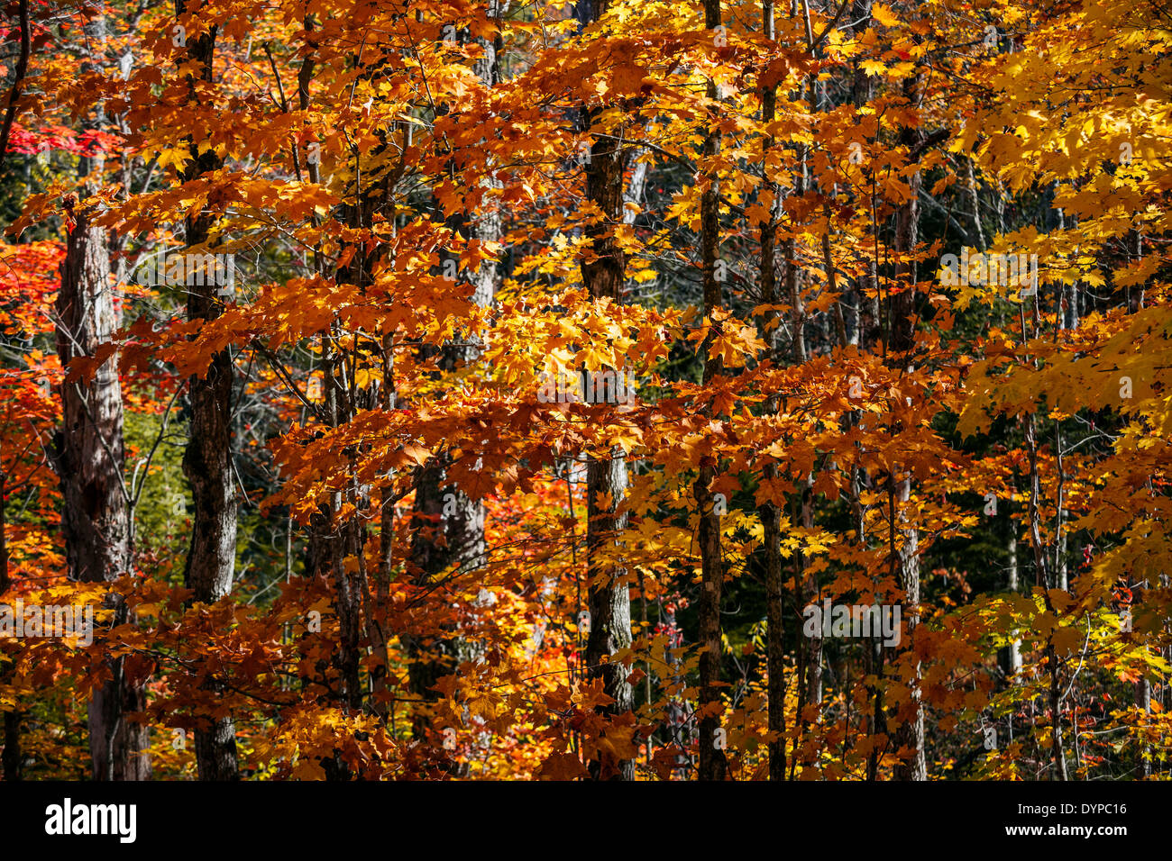 Canada maple forest hi-res stock photography and images - Alamy