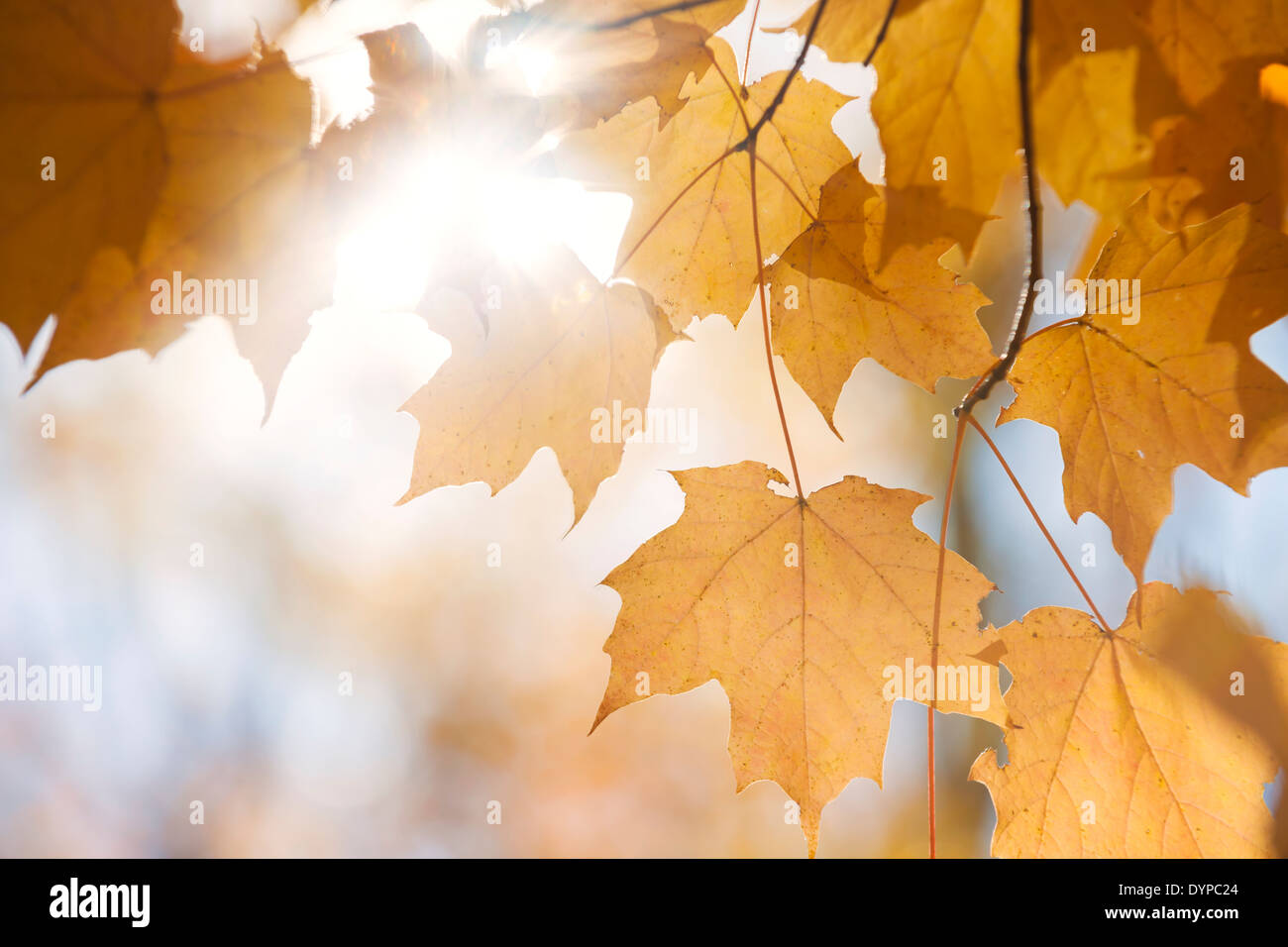 Branch and fall leaves hi-res stock photography and images - Alamy