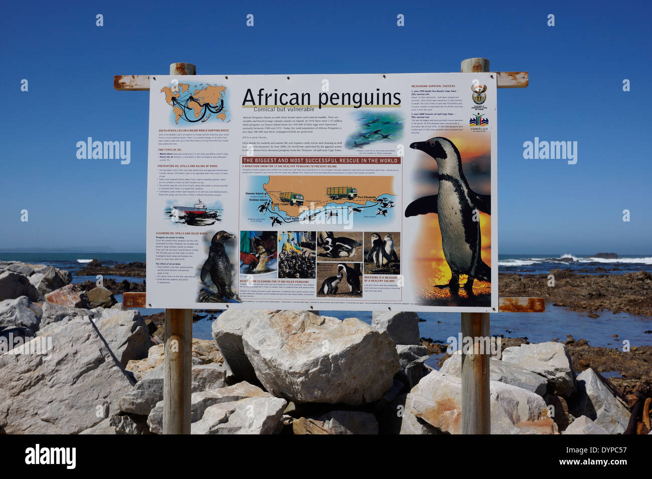 Information board at Kleinbaai harbour in Gansbaai on African Penguins ...