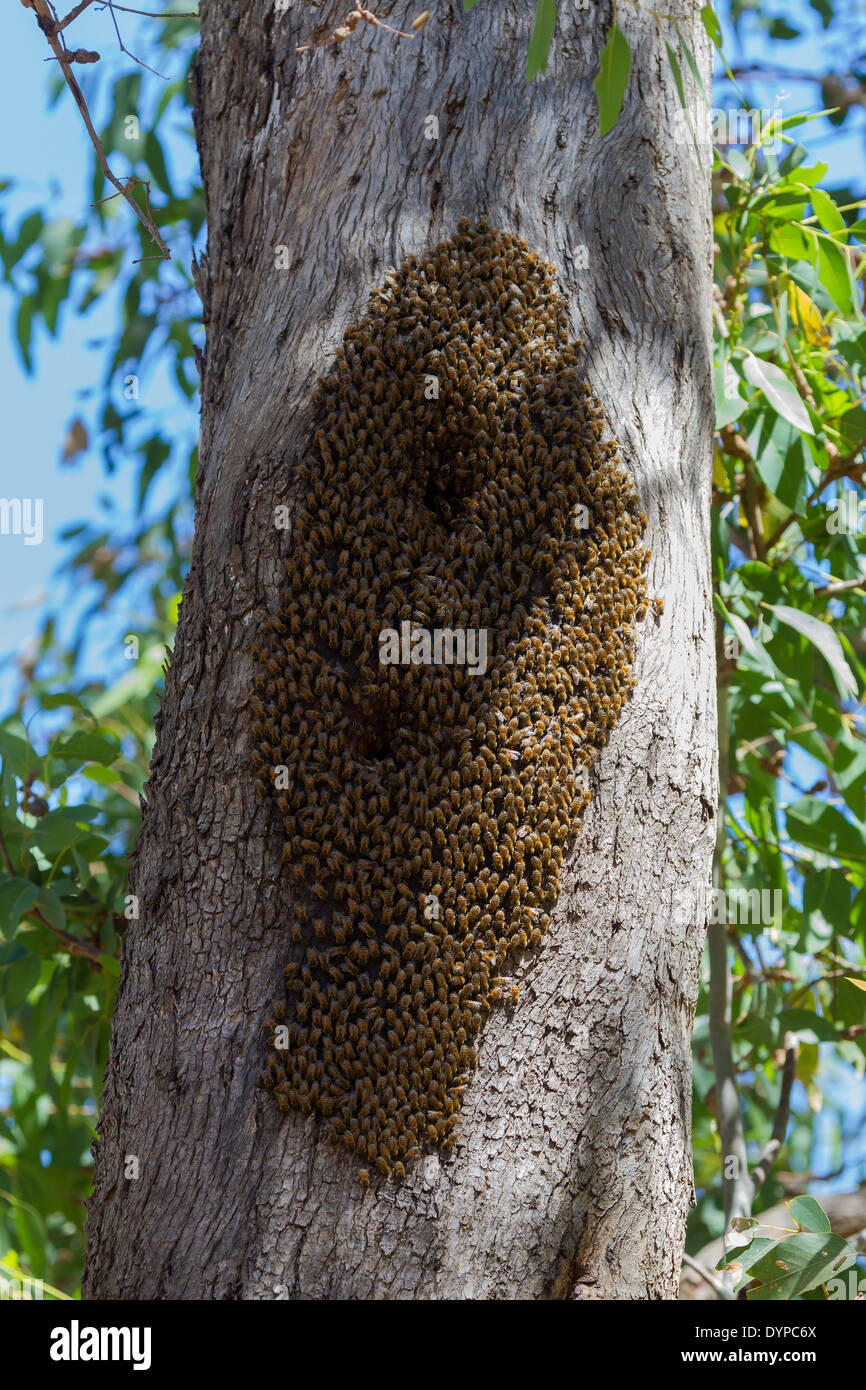 European honey bees hi-res stock photography and images - Alamy European honey bees hi-res stock photography and images - Alamy