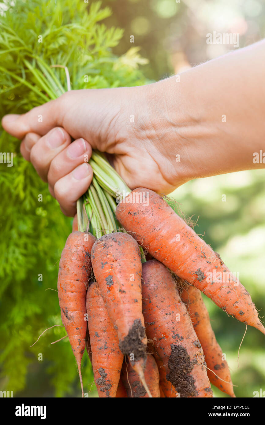 Hand holding bunch of fresh organic homegrown carrots harvested from ...