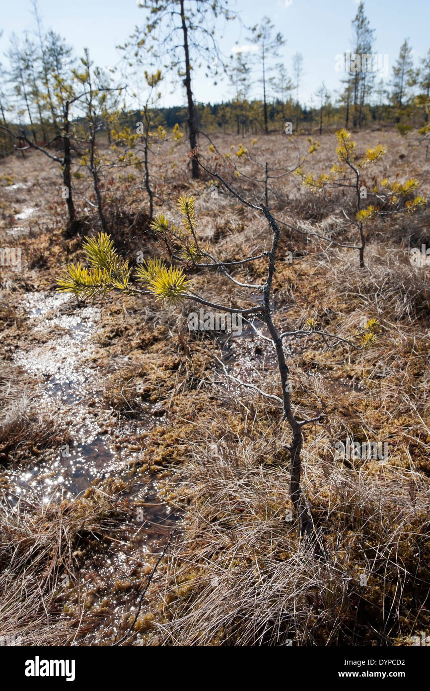 Stunted High Resolution Stock Photography and Images - Alamy