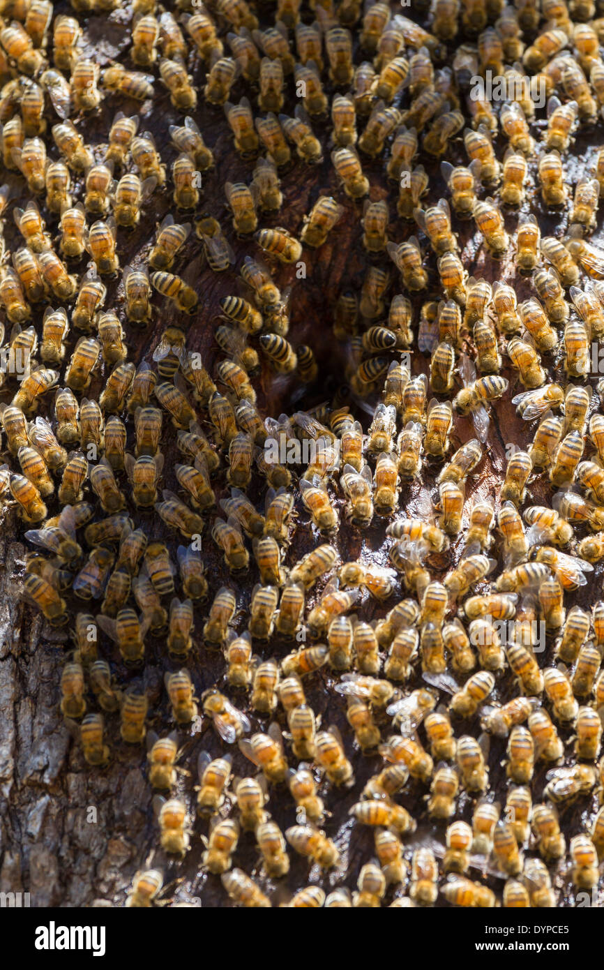 Feral European Honey Bees on a hollow tree in Western Australia Stock ...