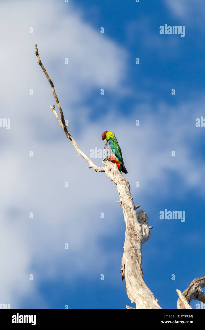 Dead parrot hi-res stock photography and images - Alamy