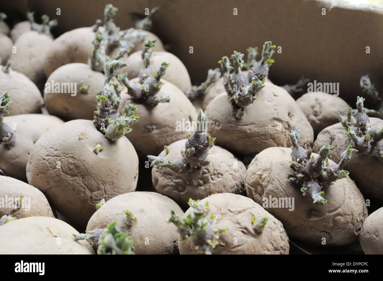 Seed potatoes chitting hi-res stock photography and images - Alamy