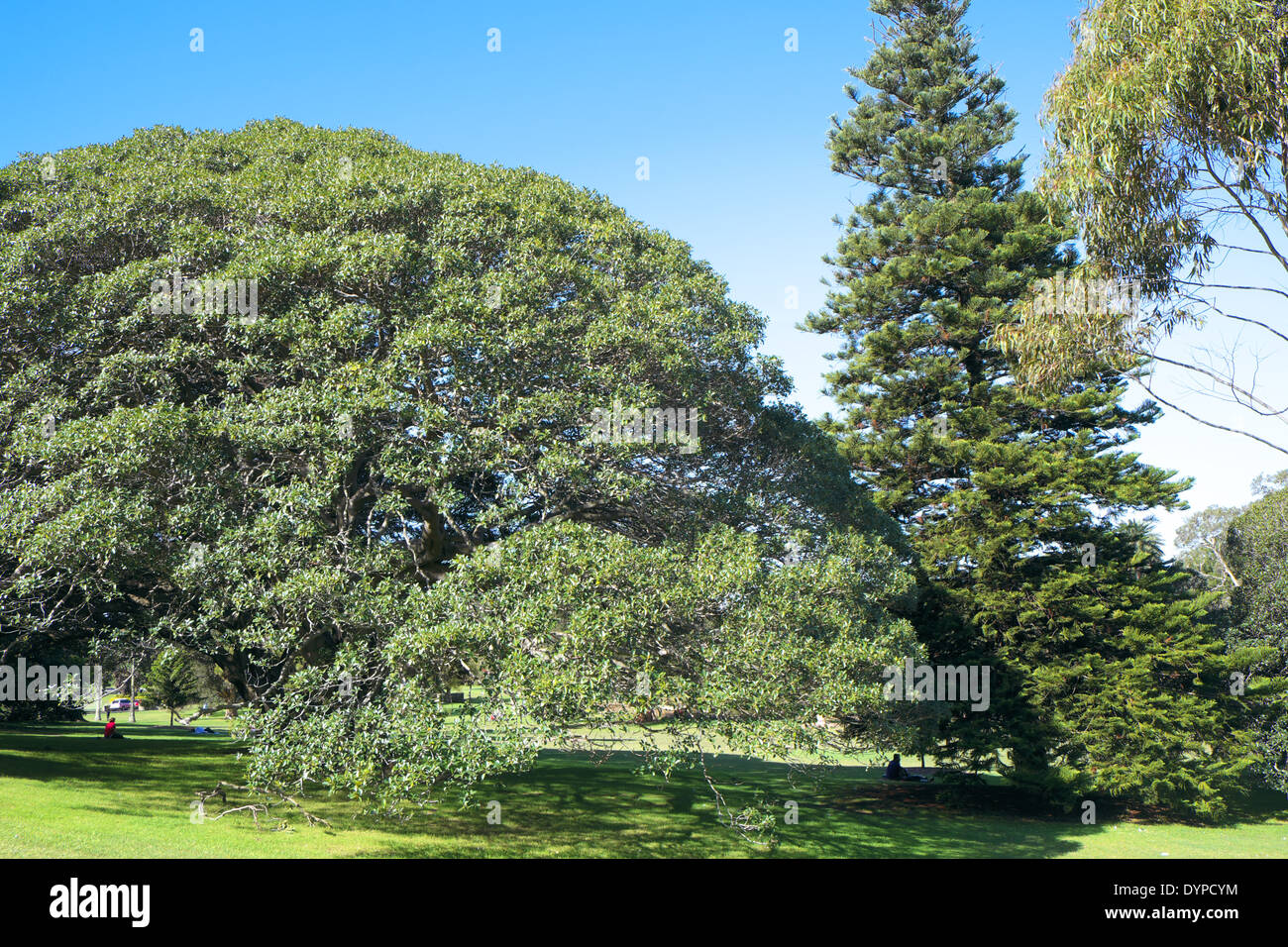 Centennial Parklands park is an urban park occupying 220 hectares in ...