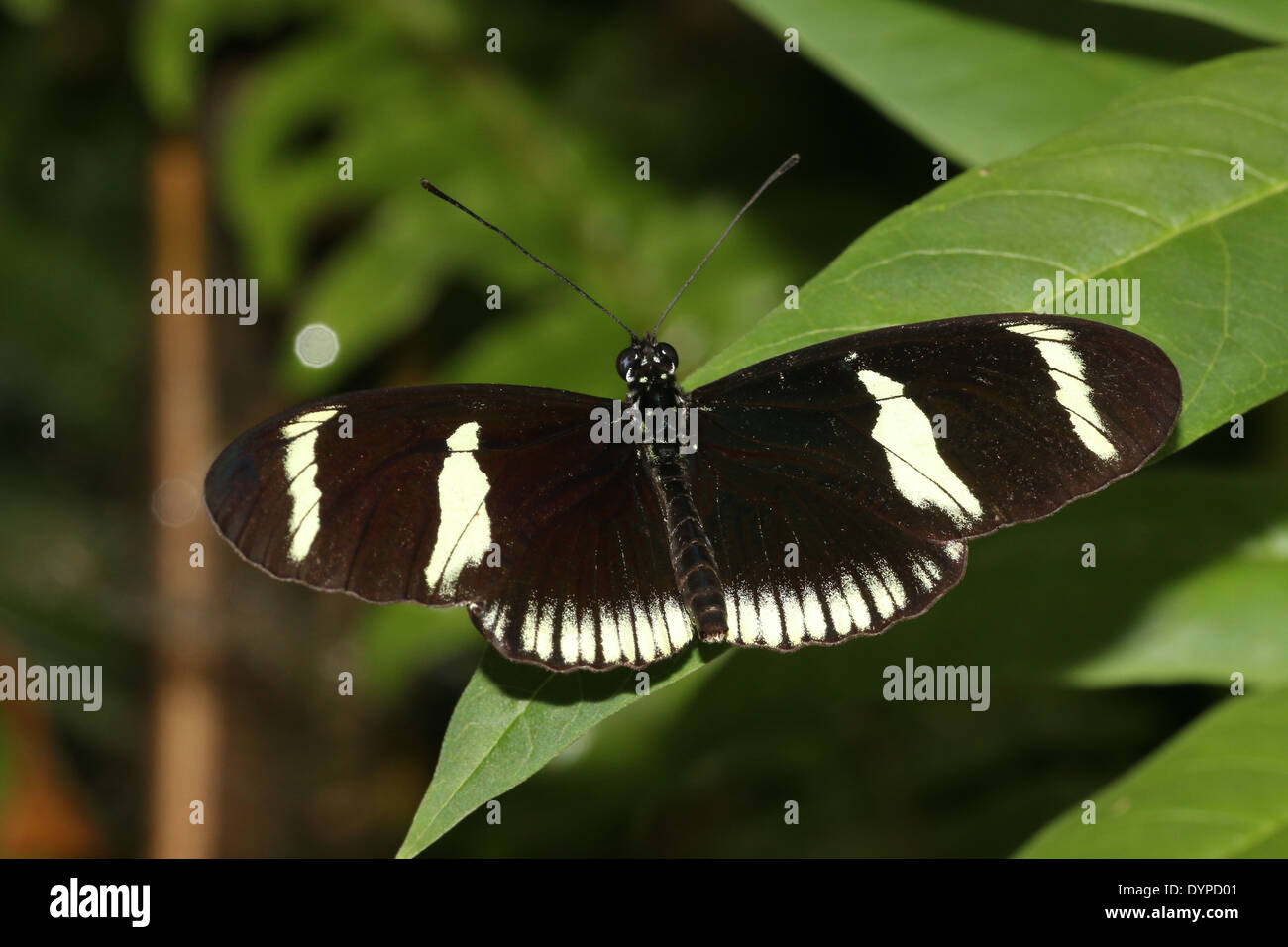 Eleuchia Longwing Butterfly (Heliconius eleuchia), showing inner wings ...