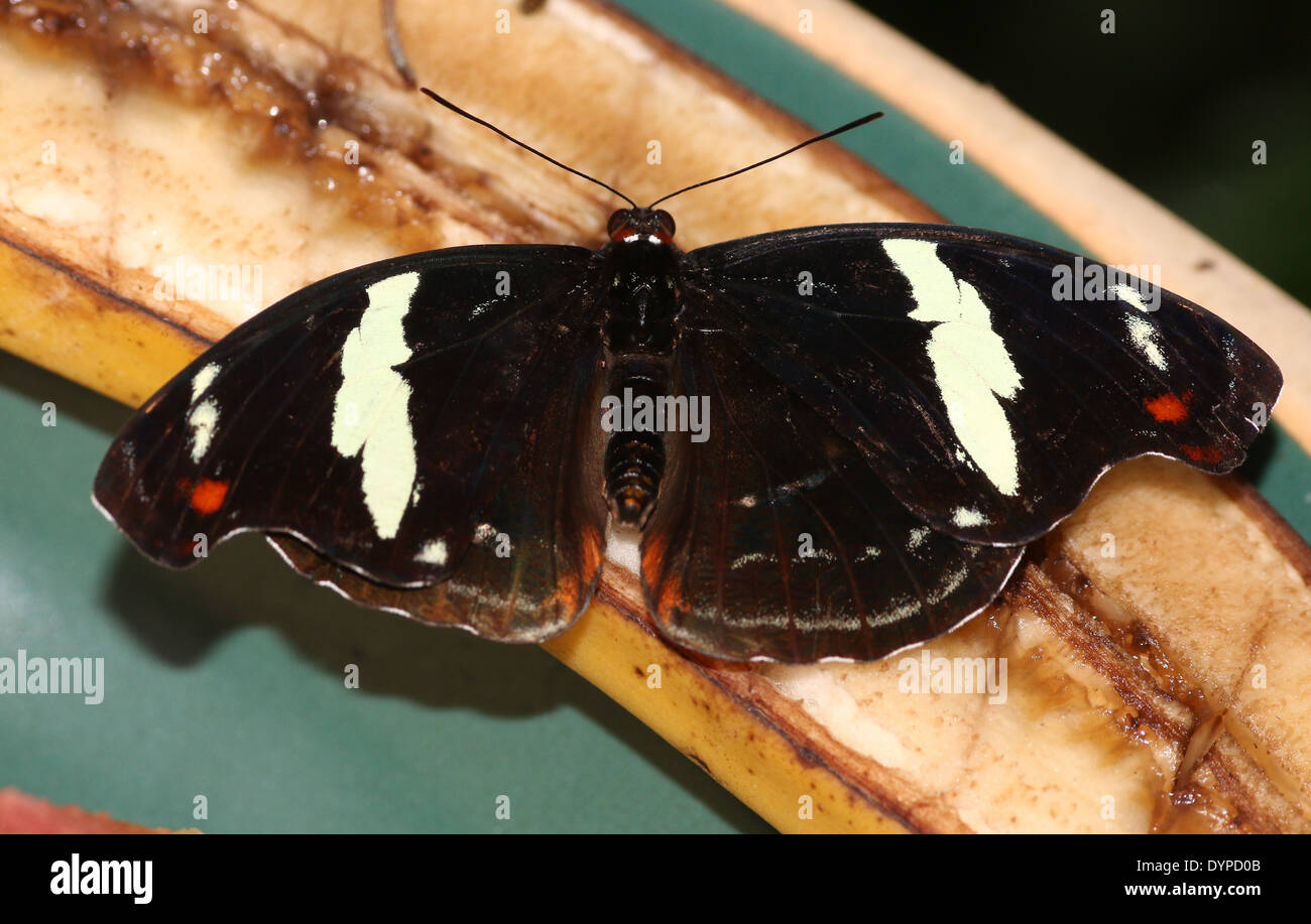 Grecian Shoemaker Butterfly High Resolution Stock Photography and ...