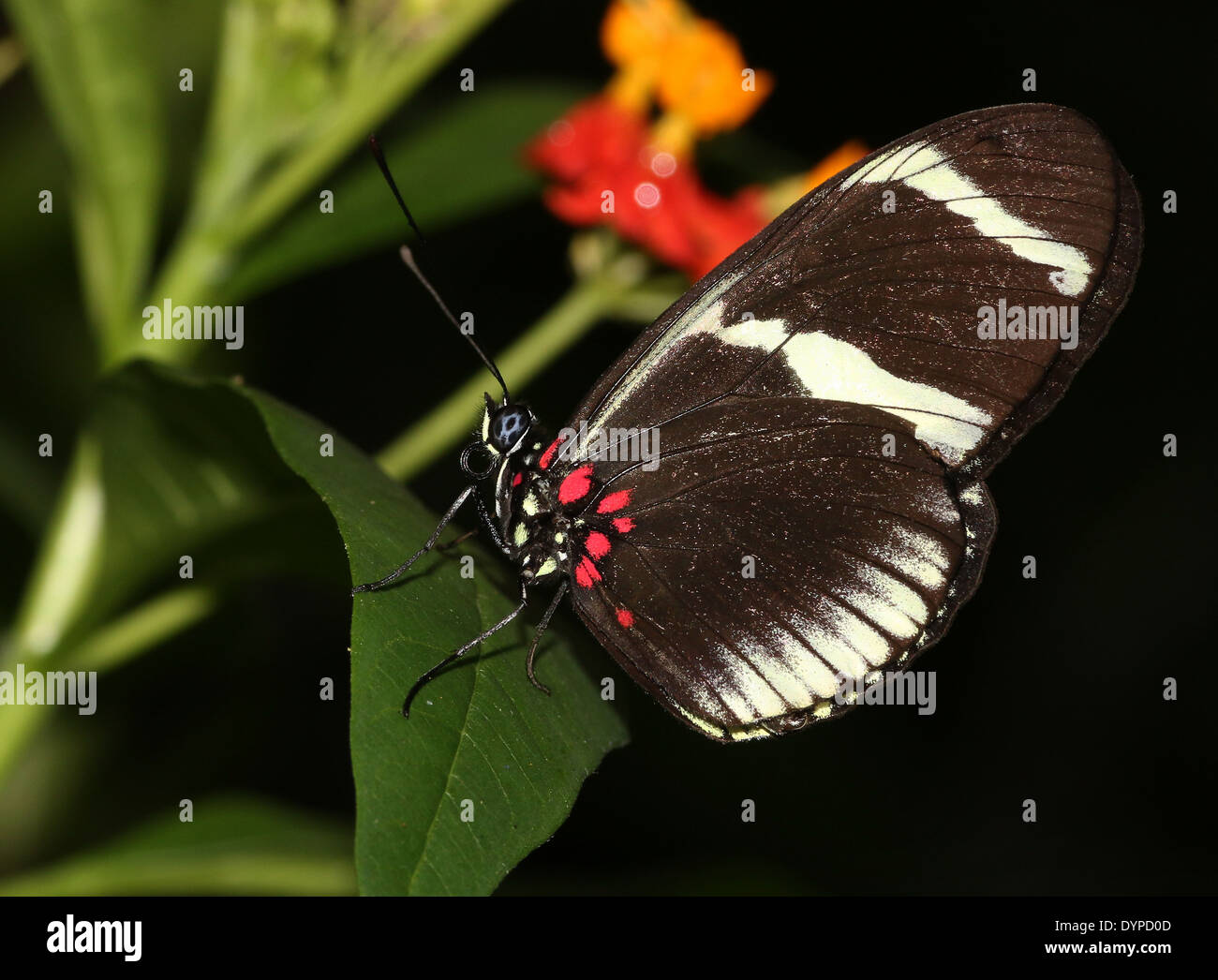 Heliconius butterflies longwings hi-res stock photography and images ...