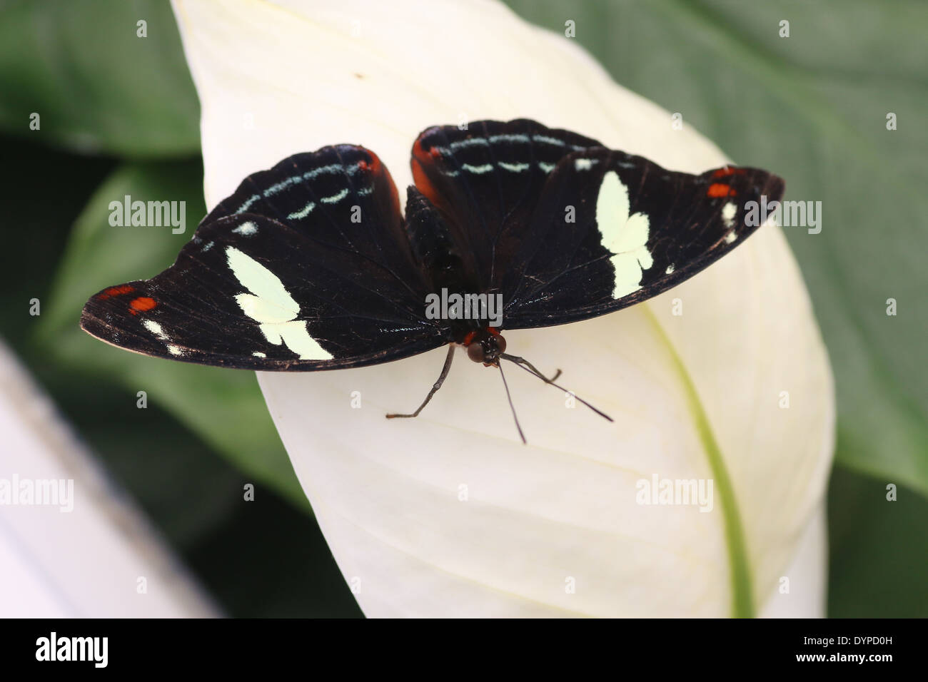 Female Grecian Shoemaker Butterfly (Catonephele numilia, a.k.a. Blue ...