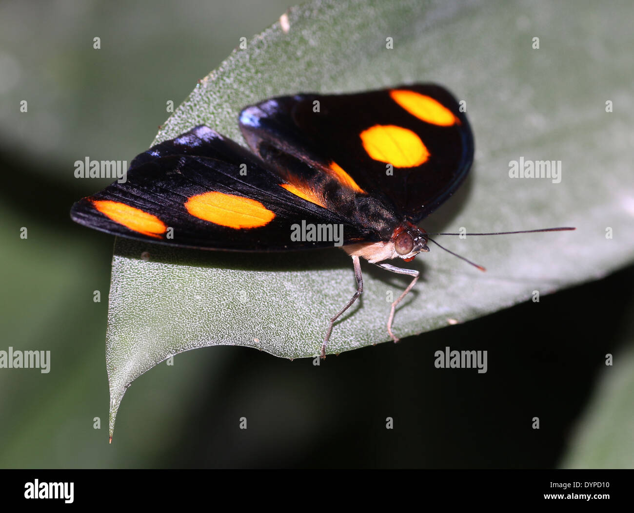 Grecian shoemaker butterfly hi-res stock photography and images - Alamy