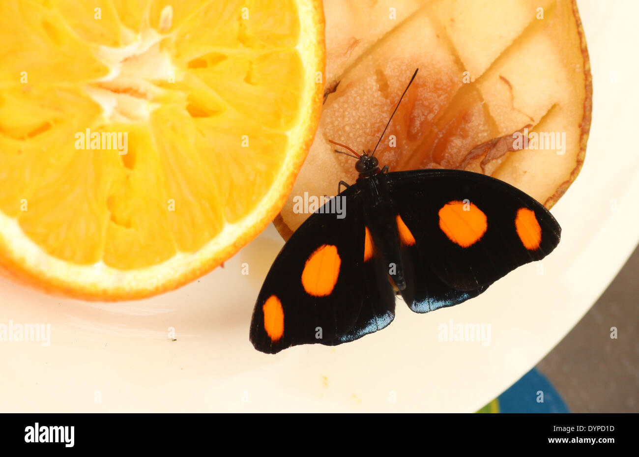 Grecian shoemaker butterfly hi-res stock photography and images - Alamy
