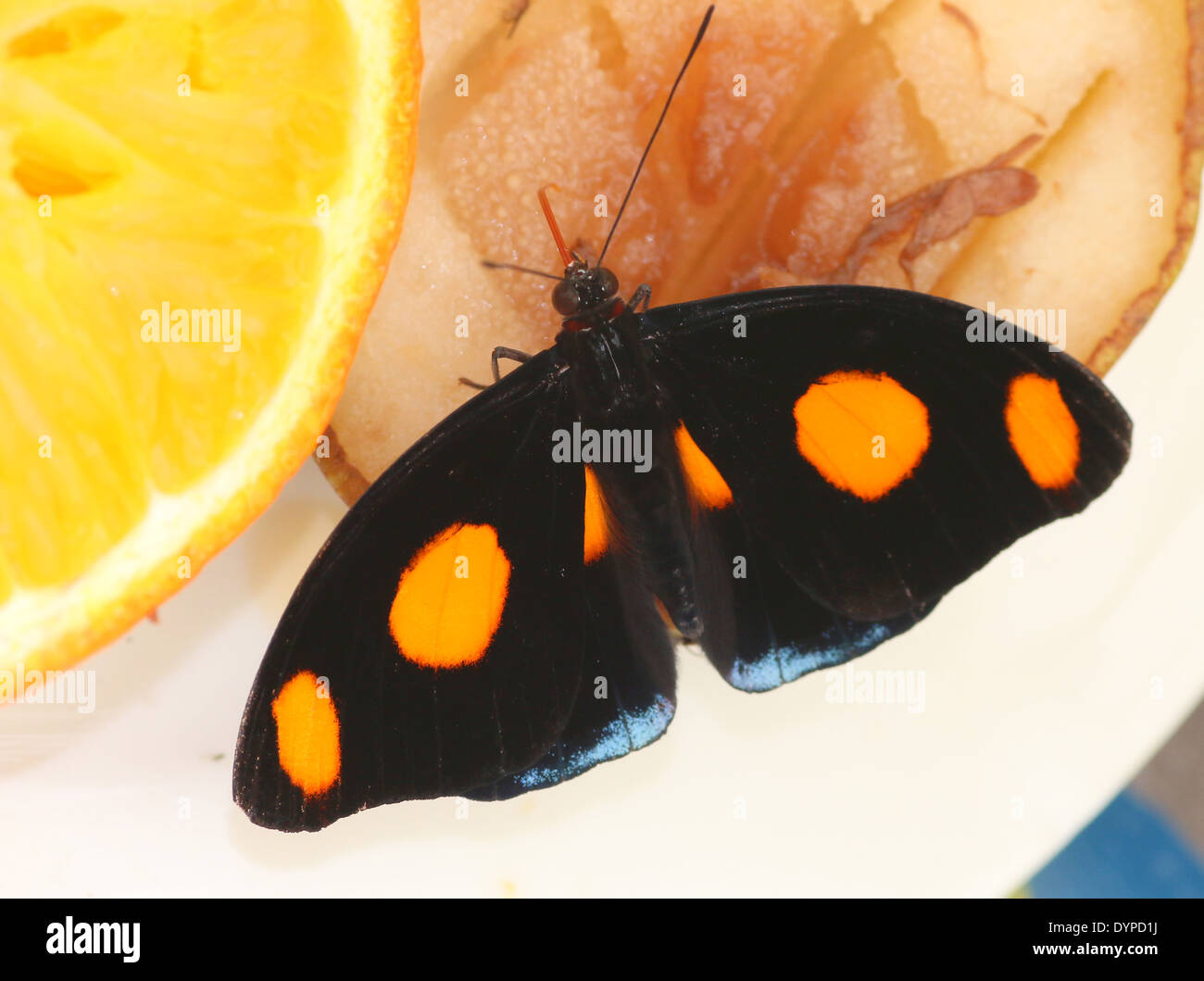 Grecian Shoemaker Butterfly High Resolution Stock Photography and ...
