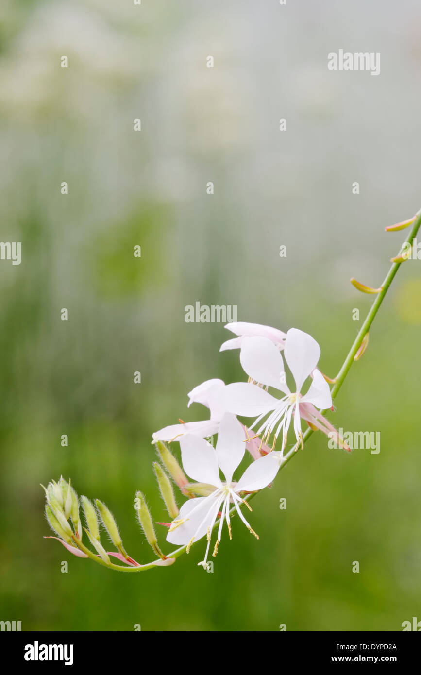 Gaura lindheimeri the bride hi-res stock photography and images - Alamy