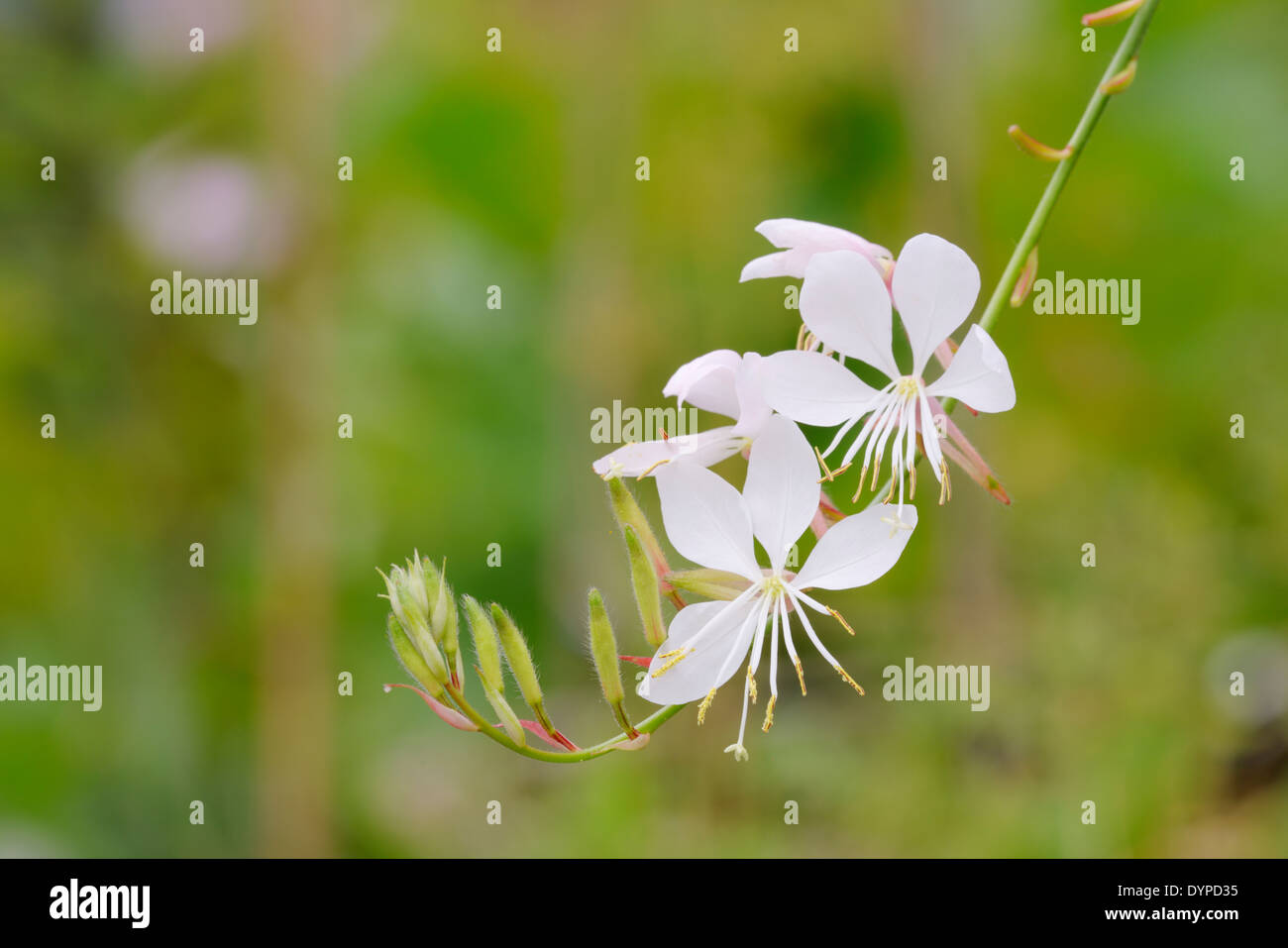 Gaura lindheimeri the bride hi-res stock photography and images - Alamy