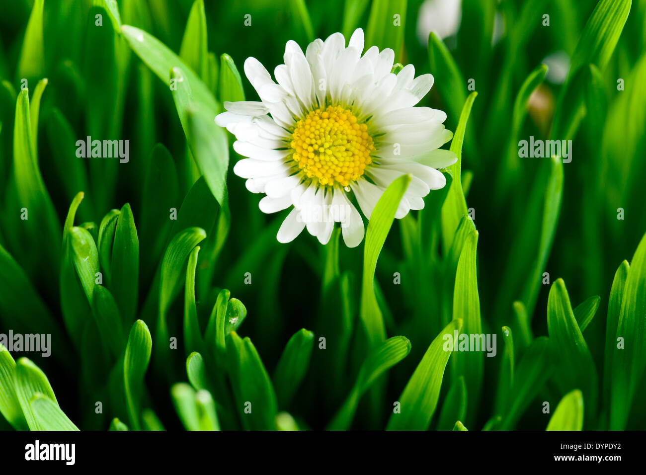 Daisy farm hi-res stock photography and images - Alamy