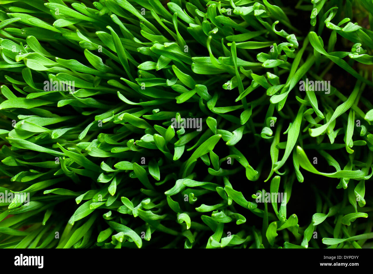 the pattern of green grass Stock Photo - Alamy