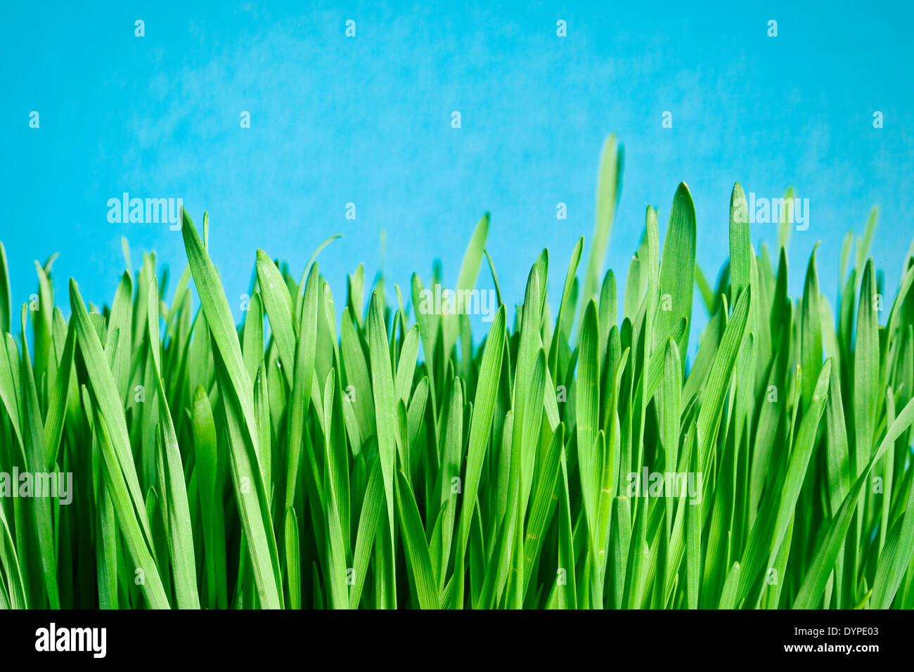 green grass with blue background Stock Photo - Alamy