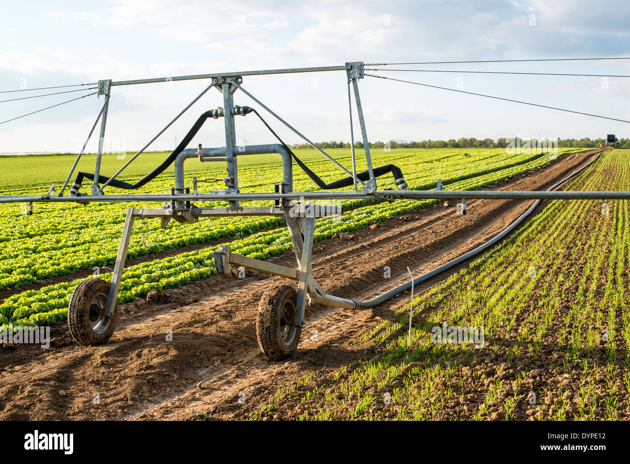 irrigation on lettuce fields Stock Photo - Alamy