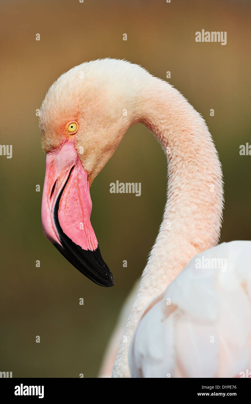 portrait of a greater flamingo in vertical, in Camargue Stock Photo - Alamy