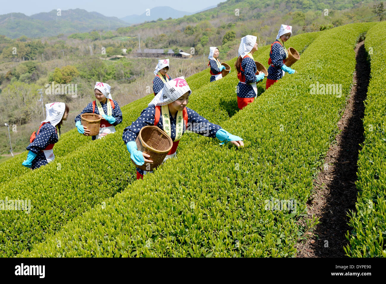 Young Japanese women harvesting green tea leaves on hill of tea ...