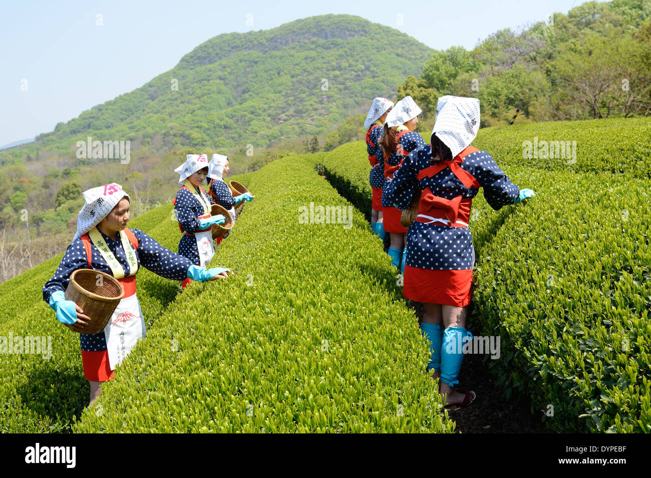 Japanese Tea Field