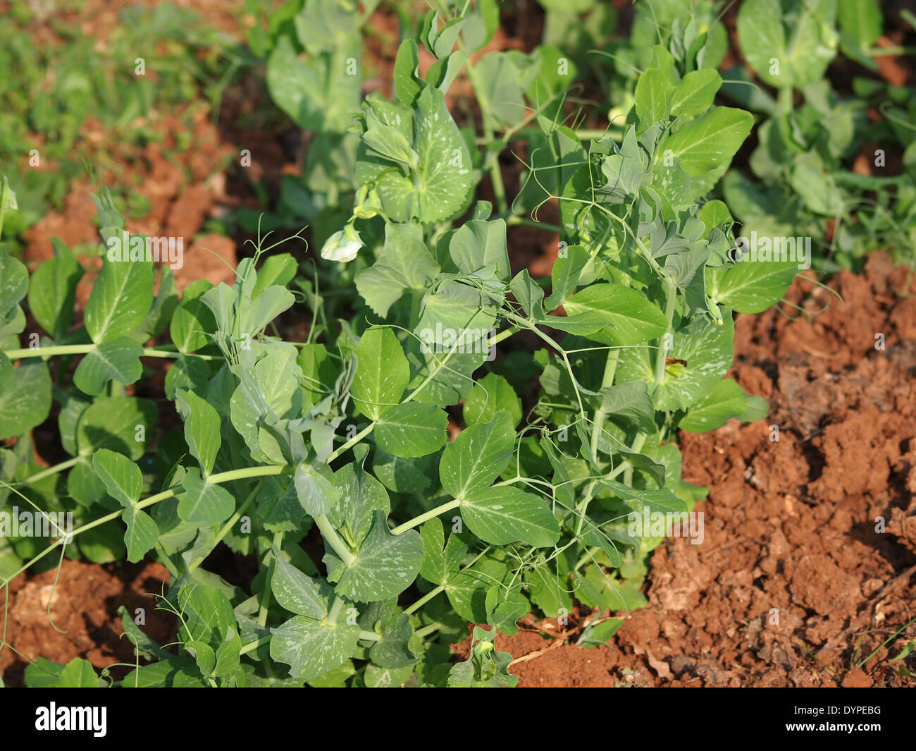 green peas growing on the farm Stock Photo - Alamy