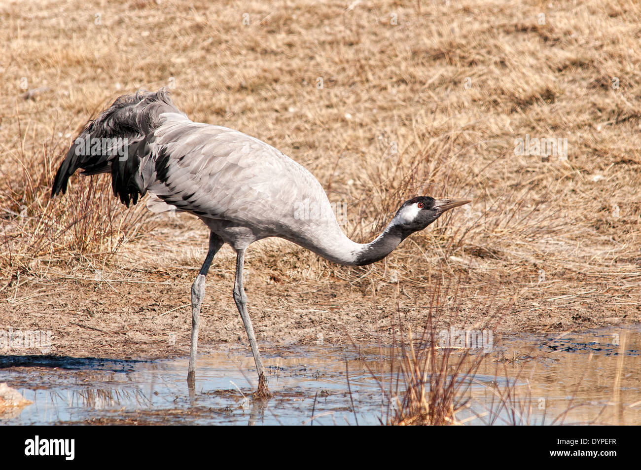 Grulla comun hi-res stock photography and images - Alamy