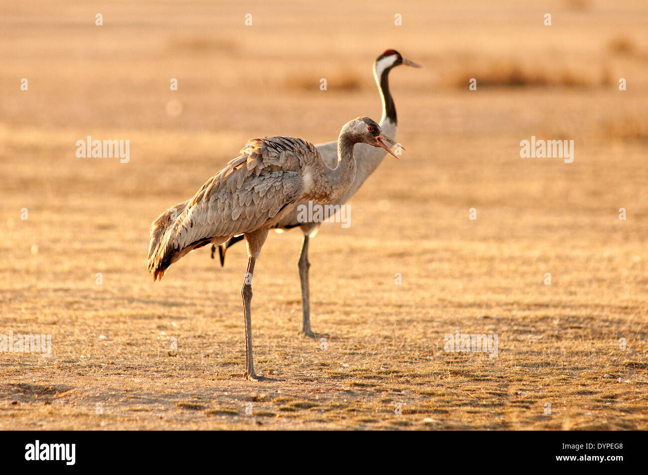 Horizontal portrait of common crane, Grus grus. Adult in Gallocanta ...