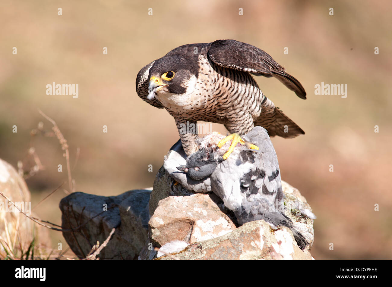 Falcon eating pigeon hi-res stock photography and images - Alamy