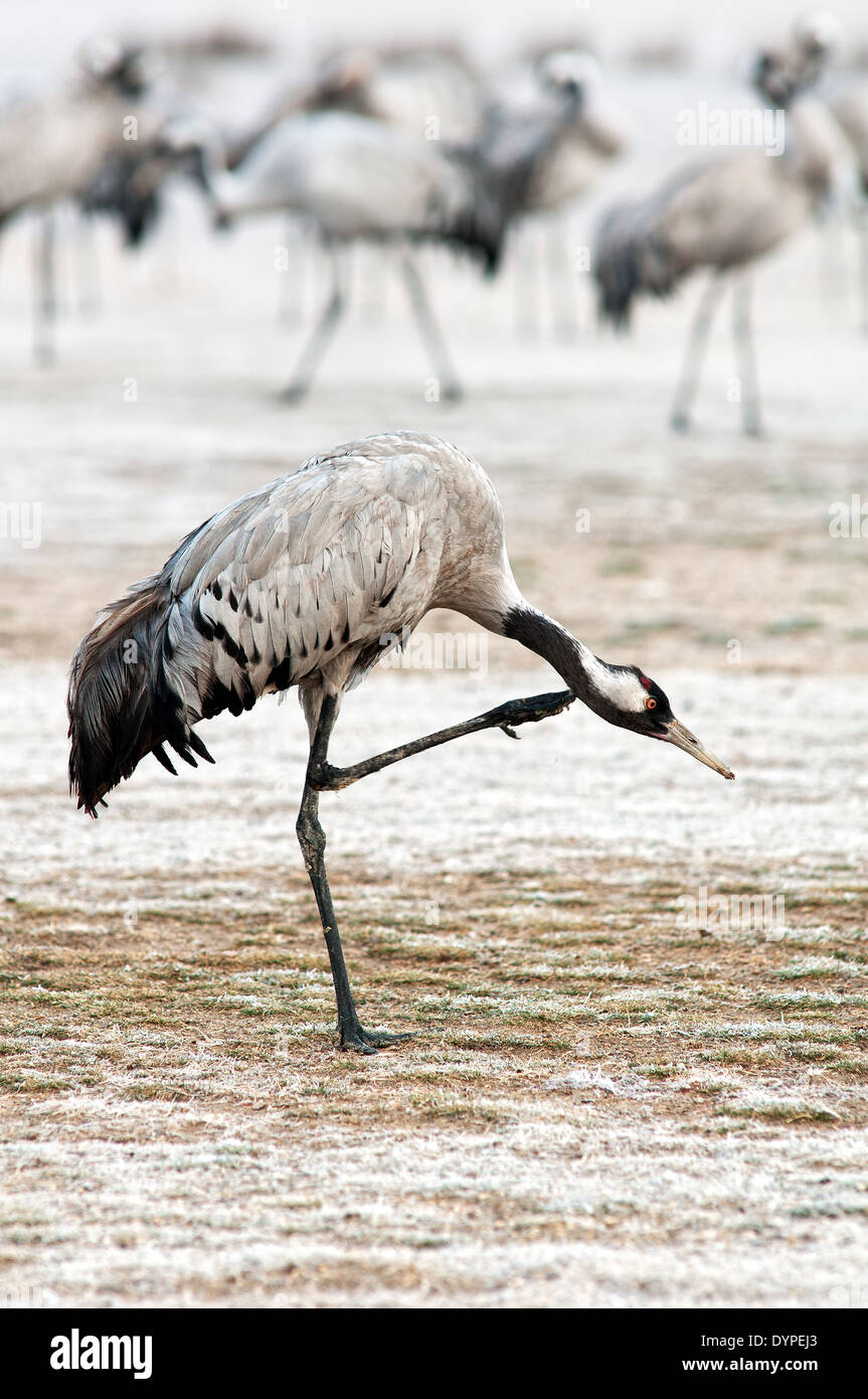 Vertical portrait of common crane, Grus grus. Adult in Gallocanta ...