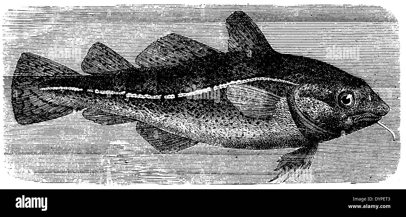 Cod fish engraving hi-res stock photography and images - Alamy
